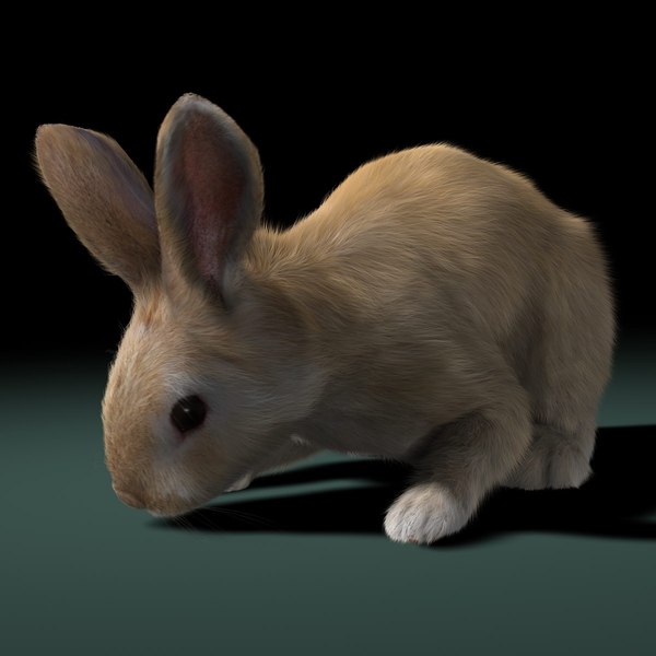 3d model rabbit cream fur animation