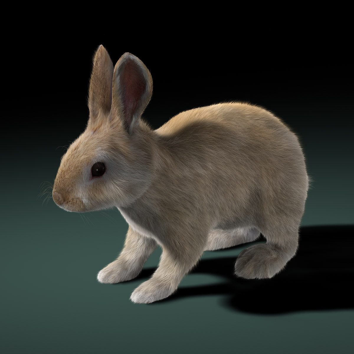 3d model rabbit cream fur animation