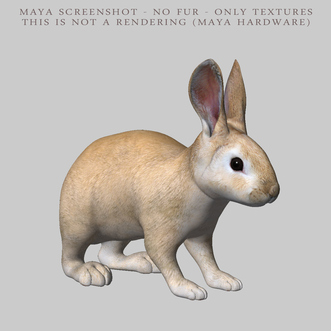 3d model rabbit cream fur animation