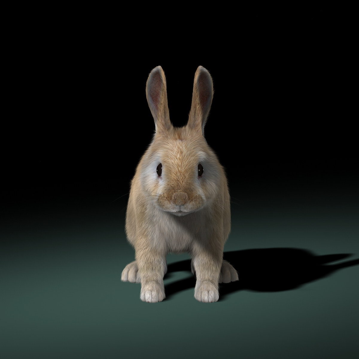 3d model rabbit cream fur animation