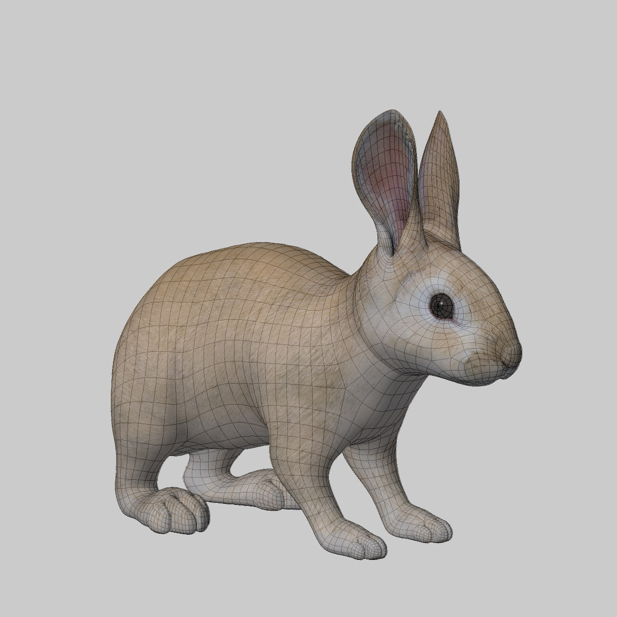 3d model rabbit cream fur animation