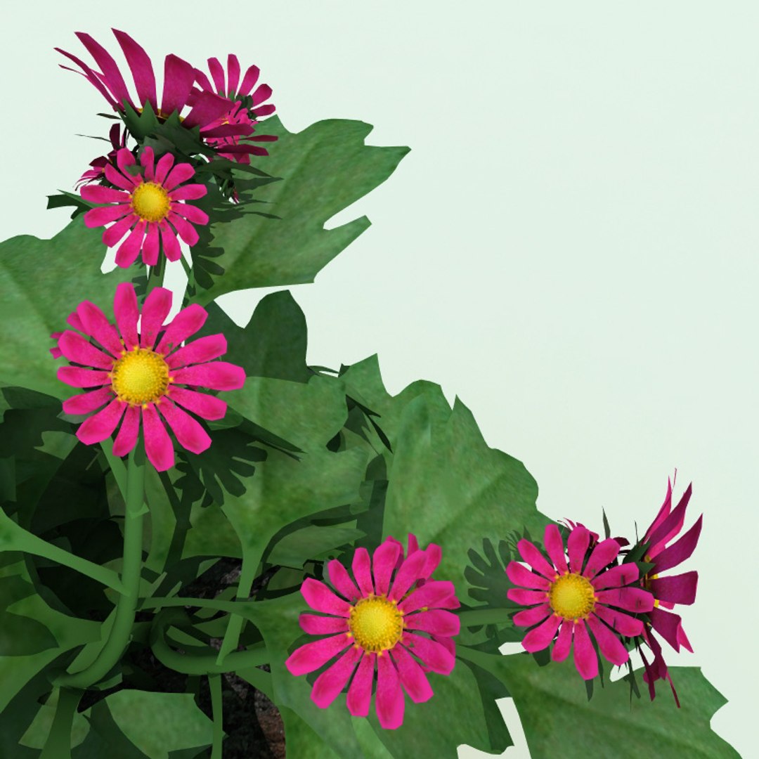 3d Model Of Primula Sinensis
