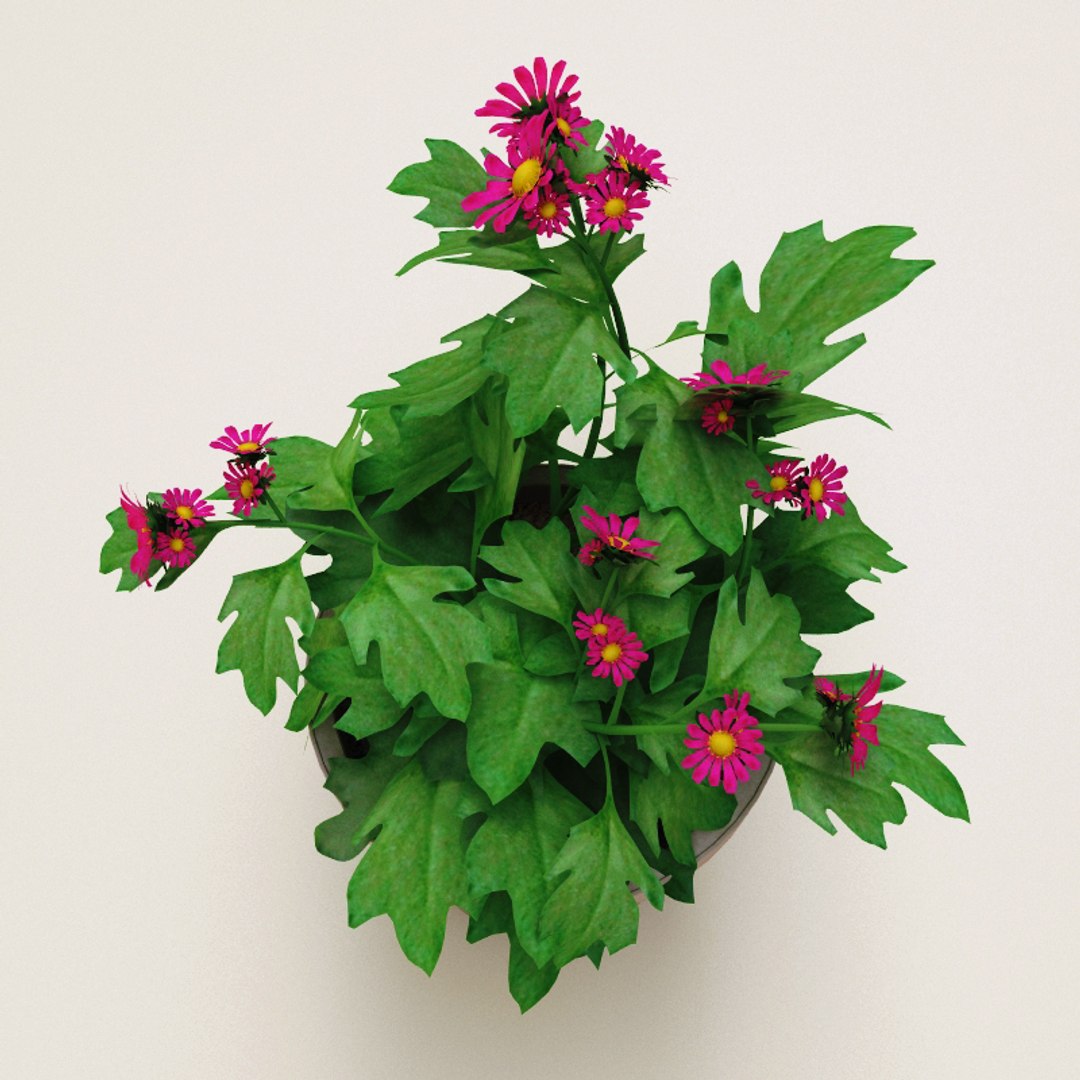 3d Model Of Primula Sinensis