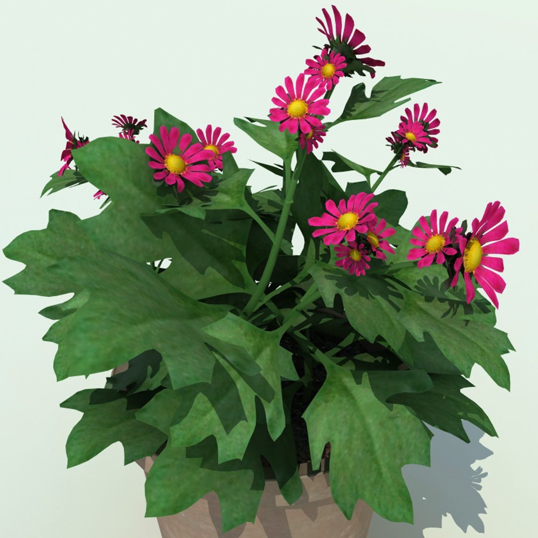3d Model Of Primula Sinensis