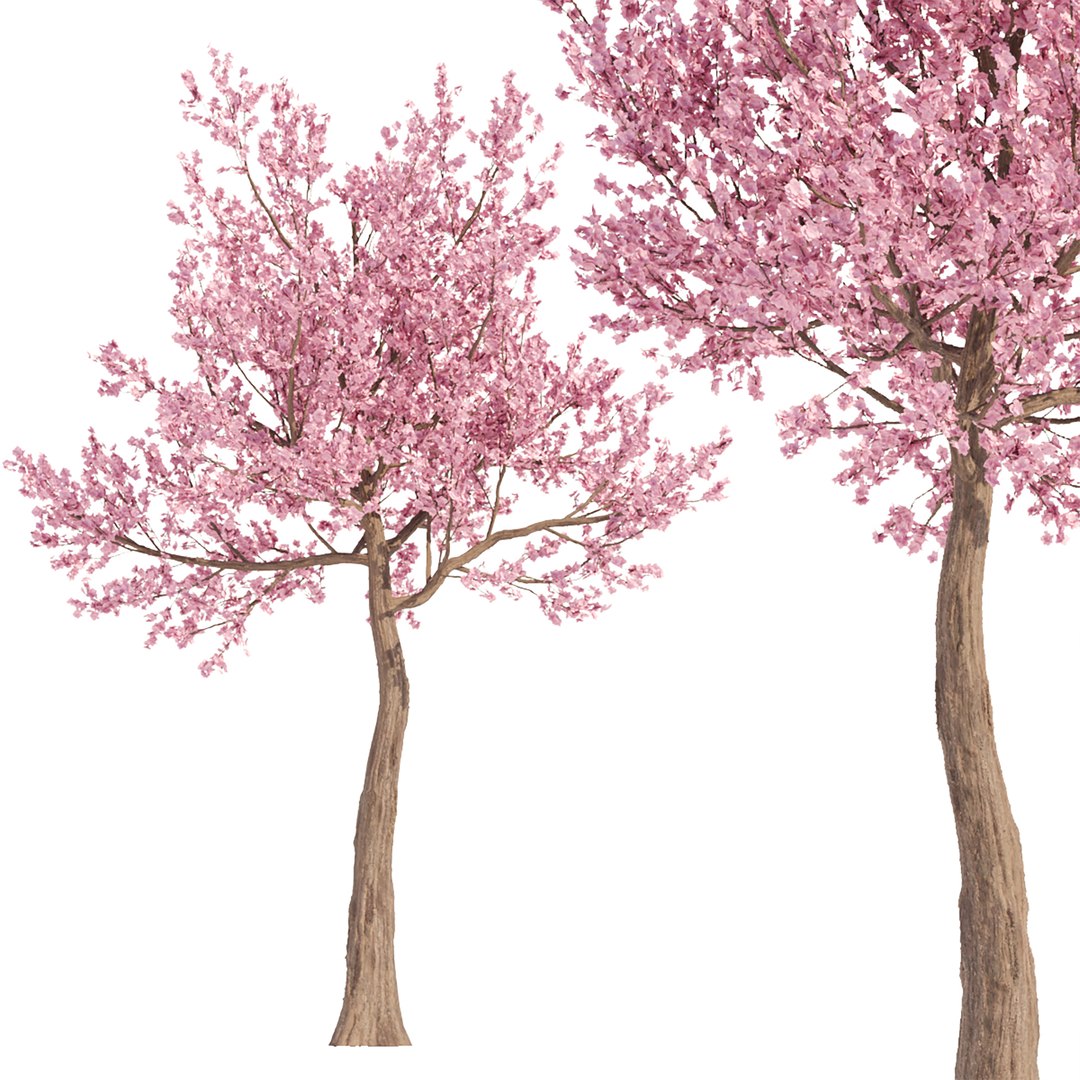 Sana Cherry Tree Spring vol 85 3D model - TurboSquid 1962233