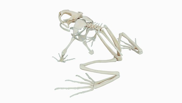 Frog Body Skeleton and Lymphatic System Static model - TurboSquid 1907968