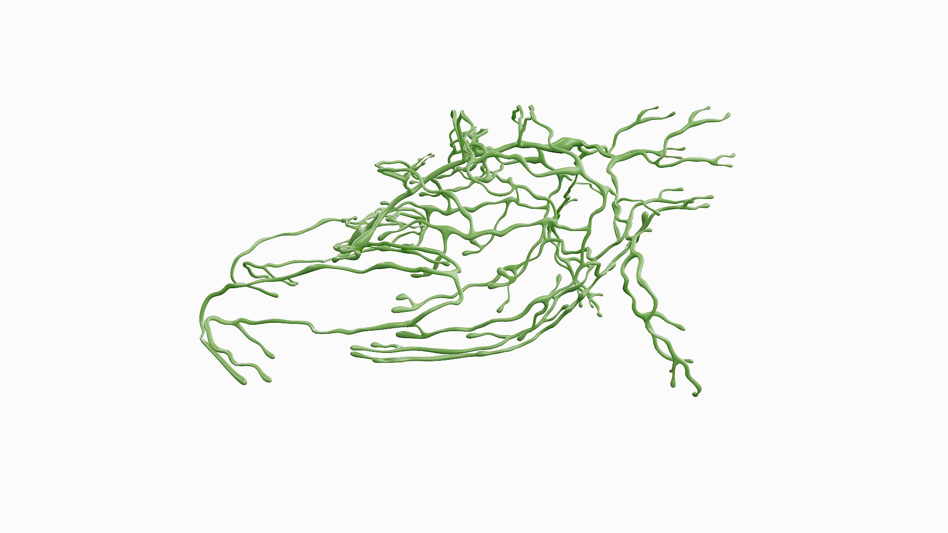 Frog Body Skeleton And Lymphatic System Static Model - TurboSquid 1907968