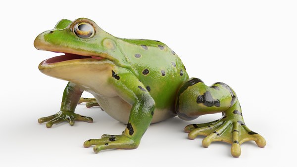 Frog Body Skeleton and Lymphatic System Static model - TurboSquid 1907968