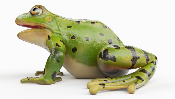 Frog Body Skeleton and Lymphatic System Static model - TurboSquid 1907968