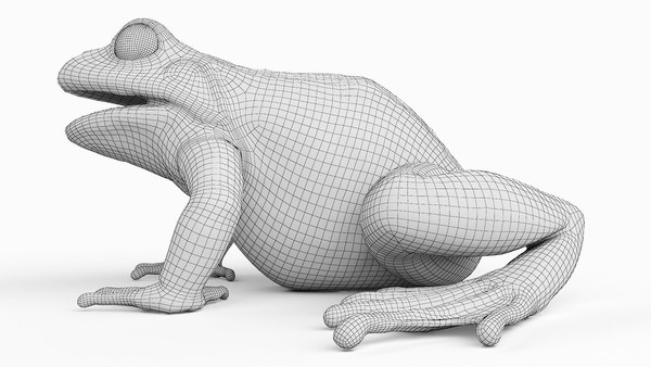 Frog Body Skeleton and Lymphatic System Static model - TurboSquid 1907968
