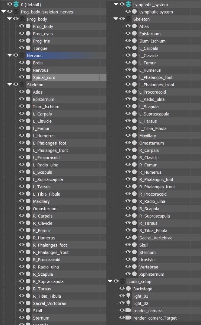 Frog Body Skeleton and Lymphatic System Static model - TurboSquid 1907968