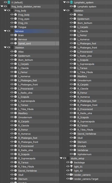 Frog Body Skeleton and Lymphatic System Static model - TurboSquid 1907968