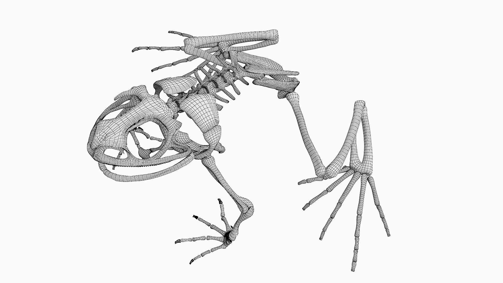 Frog Body Skeleton and Lymphatic System Static model - TurboSquid 1907968