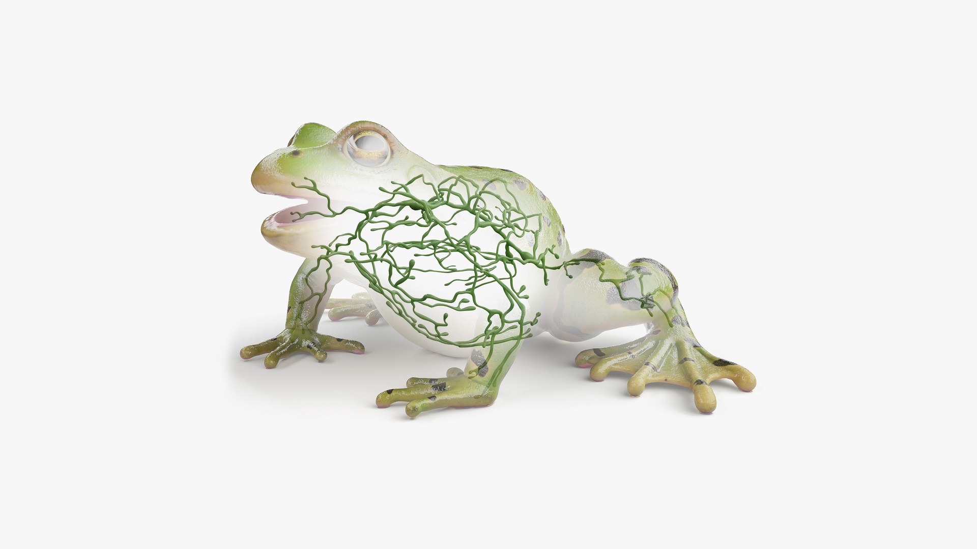 Frog Body Skeleton and Lymphatic System Static model - TurboSquid 1907968