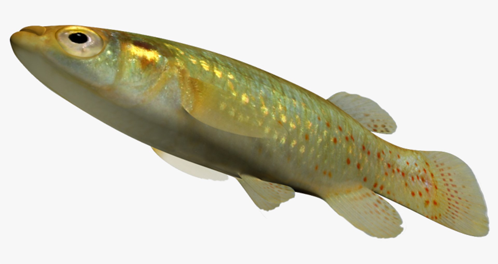 Fundulus Chrysotus Golden Topminnow Fbx