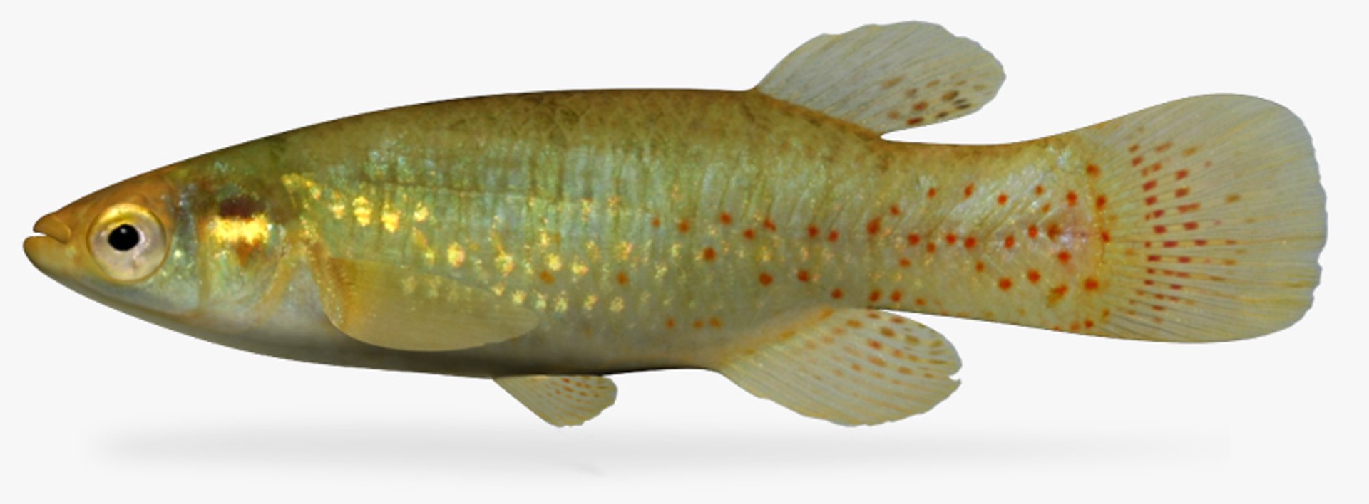 Fundulus Chrysotus Golden Topminnow Fbx