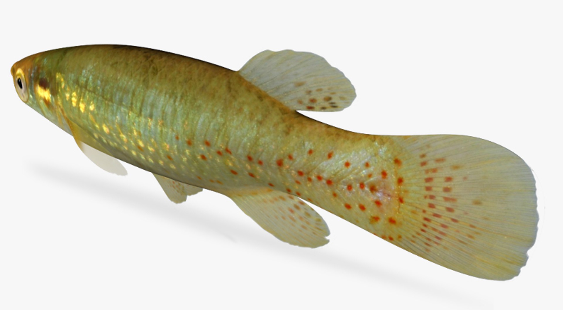 Fundulus Chrysotus Golden Topminnow Fbx