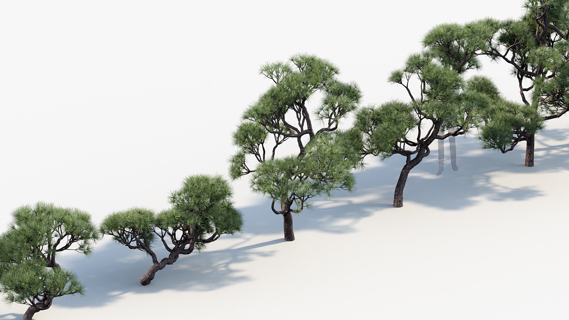 Pinus Thunbergii Japanese Black Pine 01 3D Model - TurboSquid 2060079