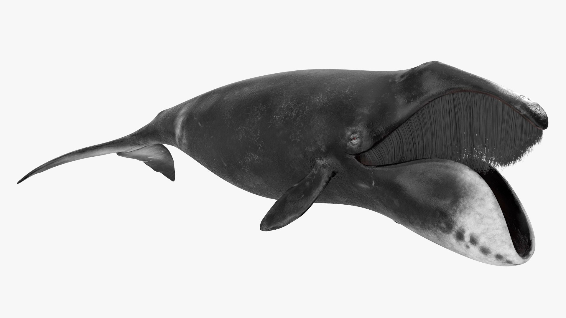 Arctic Bowhead Whale Fur 3D - TurboSquid 2113234