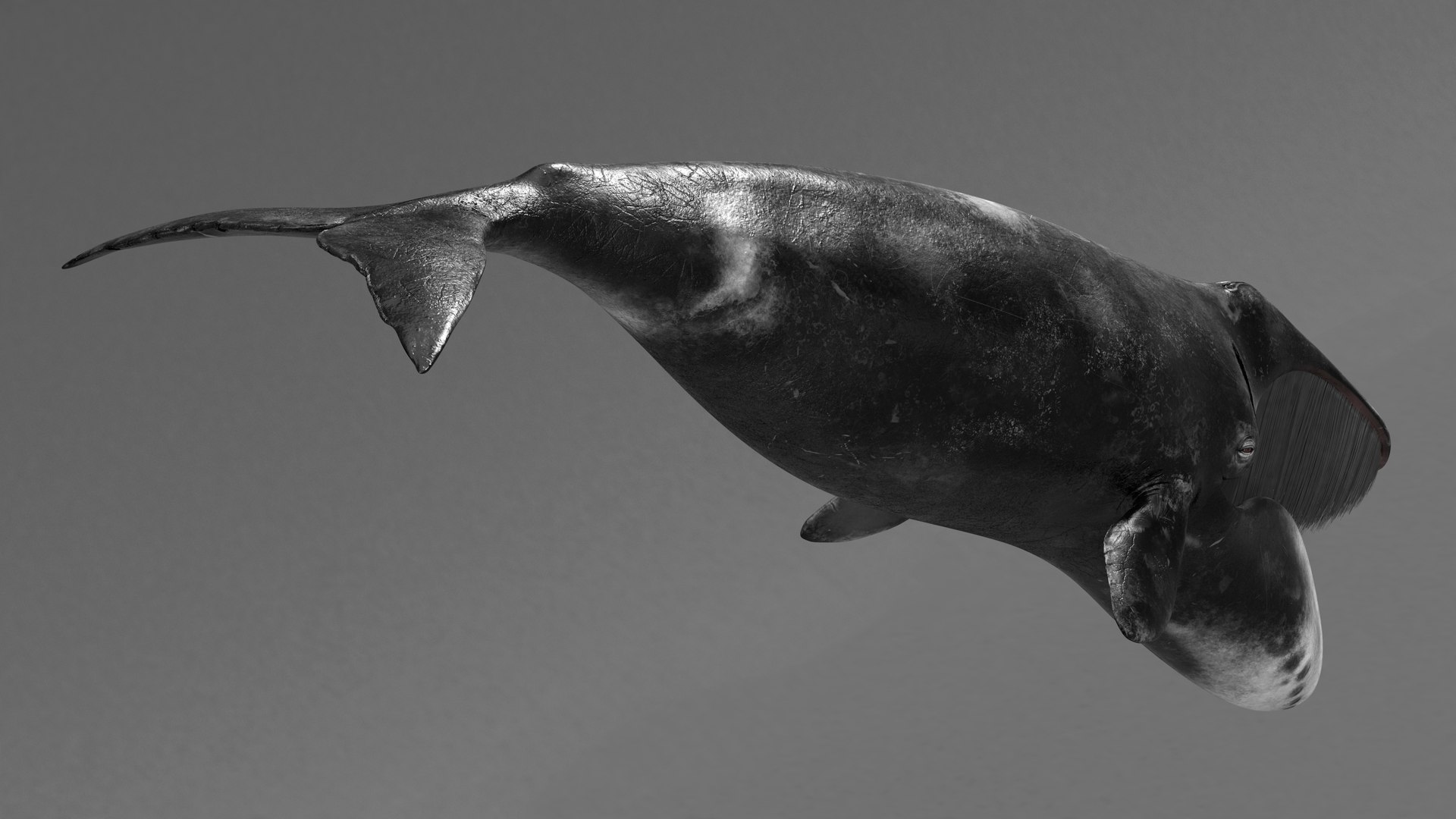 Arctic Bowhead Whale Fur 3D - TurboSquid 2113234