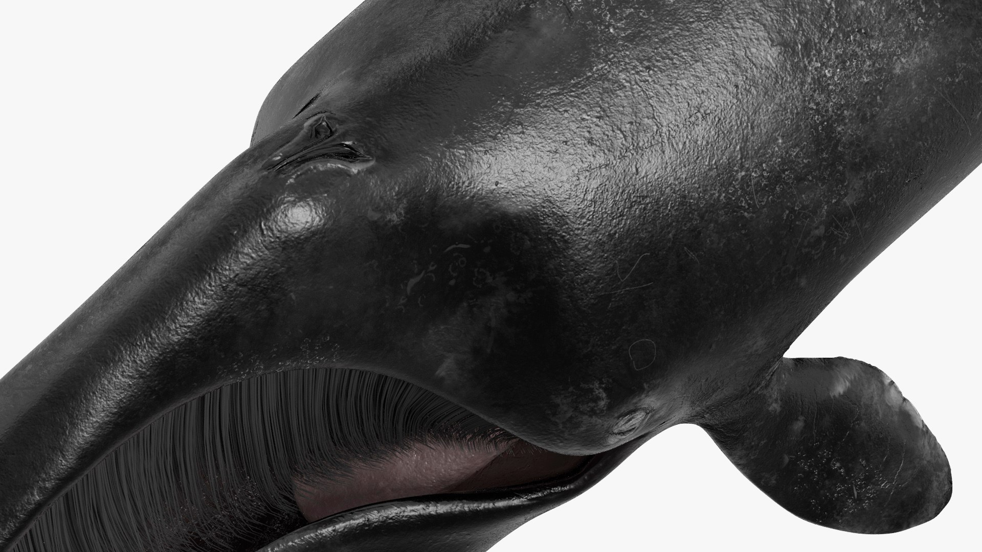 Arctic Bowhead Whale Fur 3D - TurboSquid 2113234