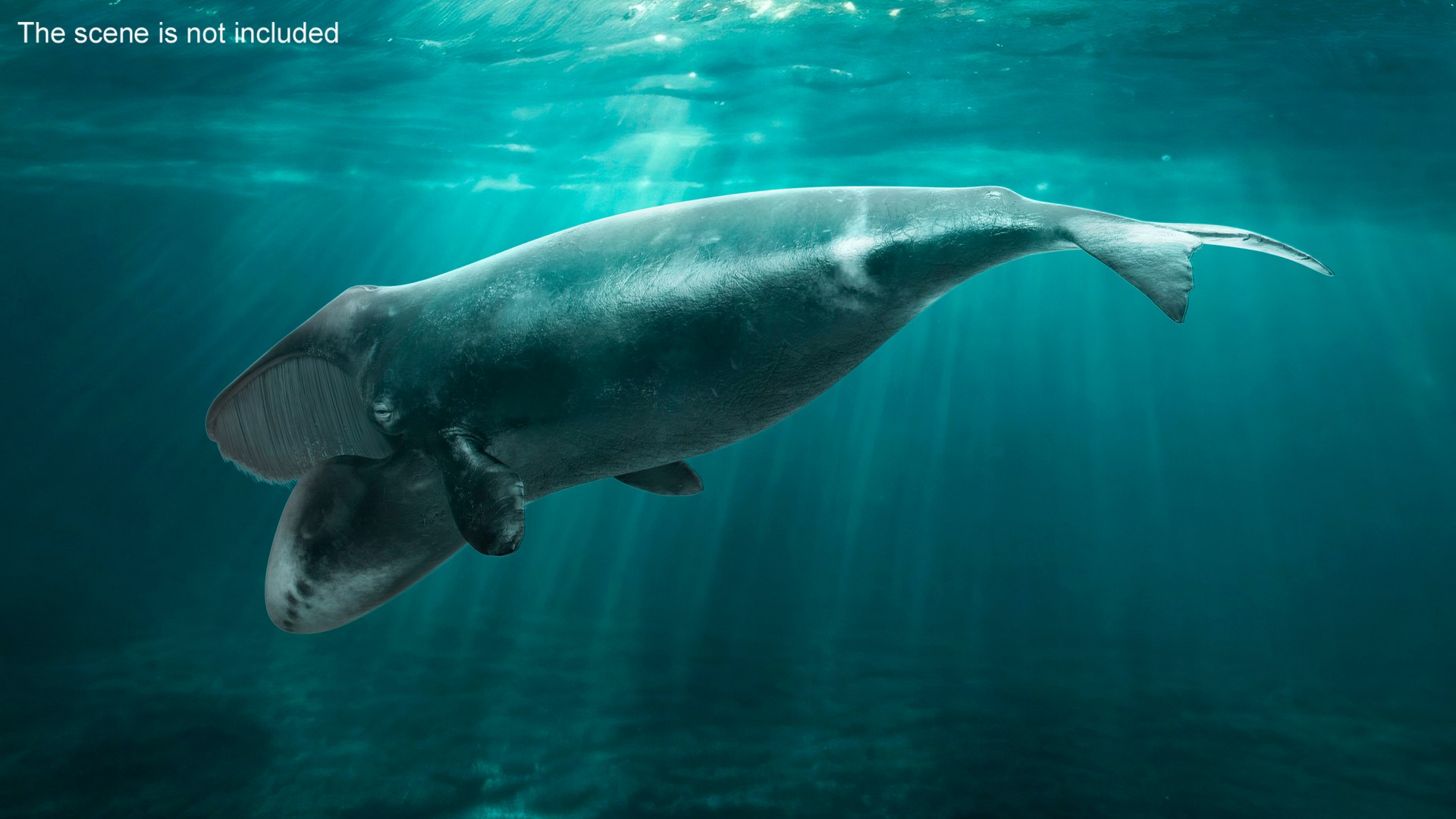 Arctic Bowhead Whale Fur 3D - TurboSquid 2113234