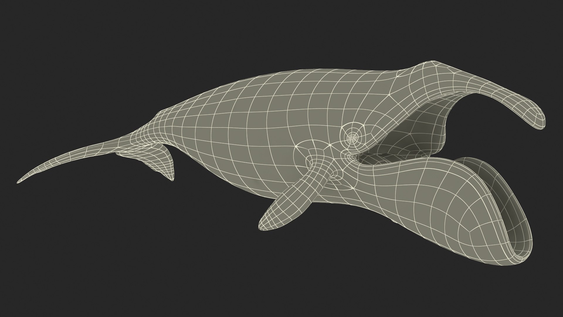 Arctic Bowhead Whale Fur 3D - TurboSquid 2113234