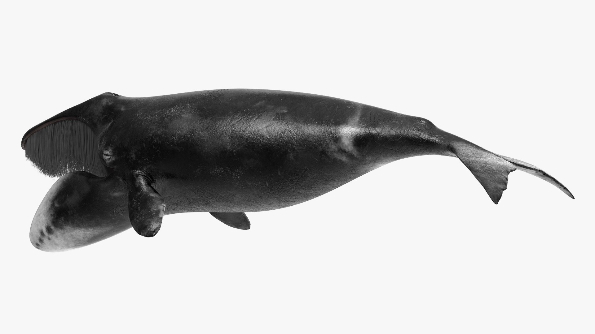 Arctic Bowhead Whale Fur 3D - TurboSquid 2113234