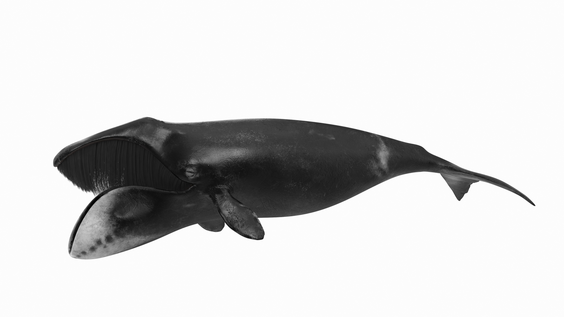 Arctic Bowhead Whale Fur 3D - TurboSquid 2113234