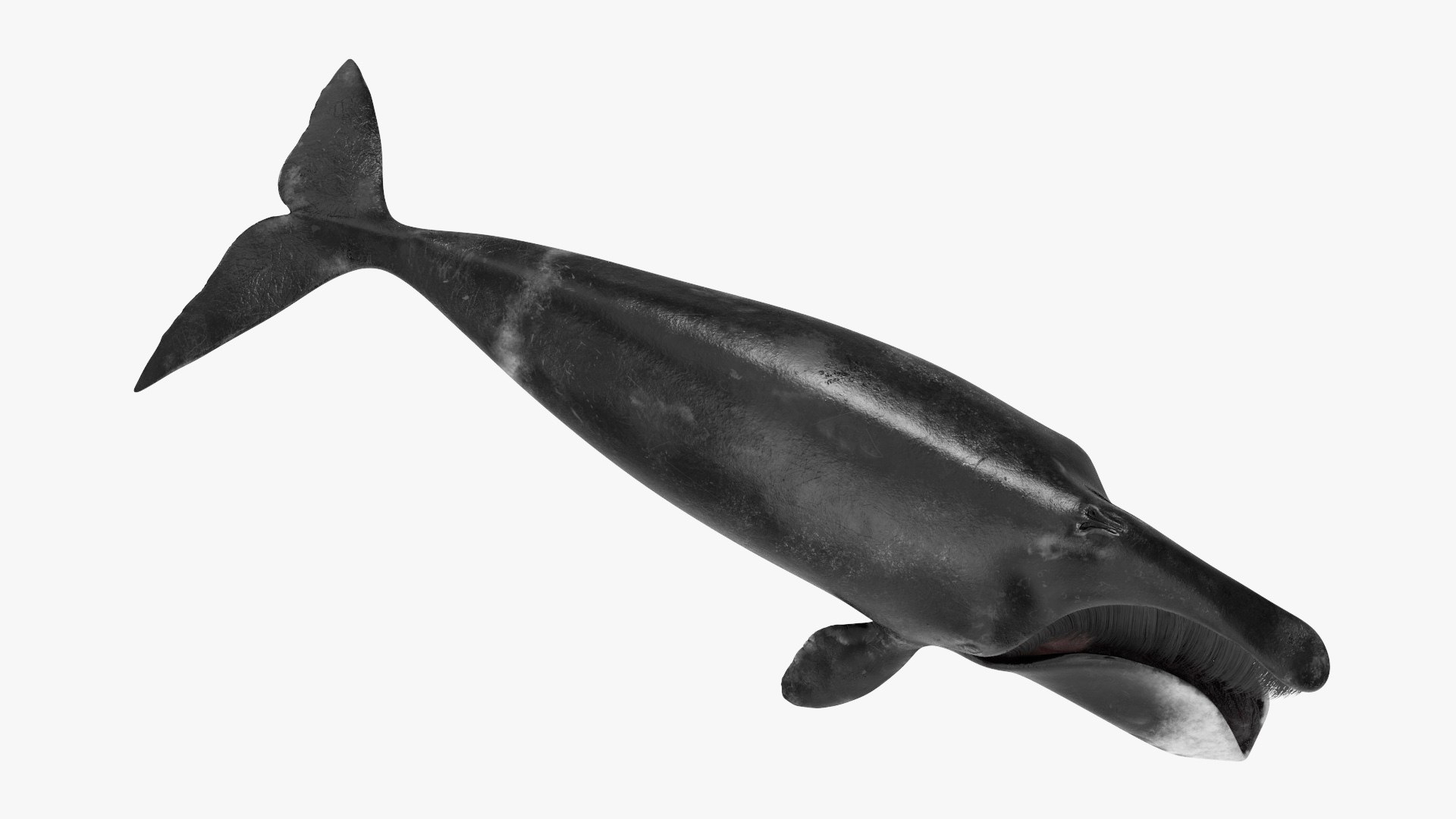 Arctic Bowhead Whale Fur 3D - TurboSquid 2113234