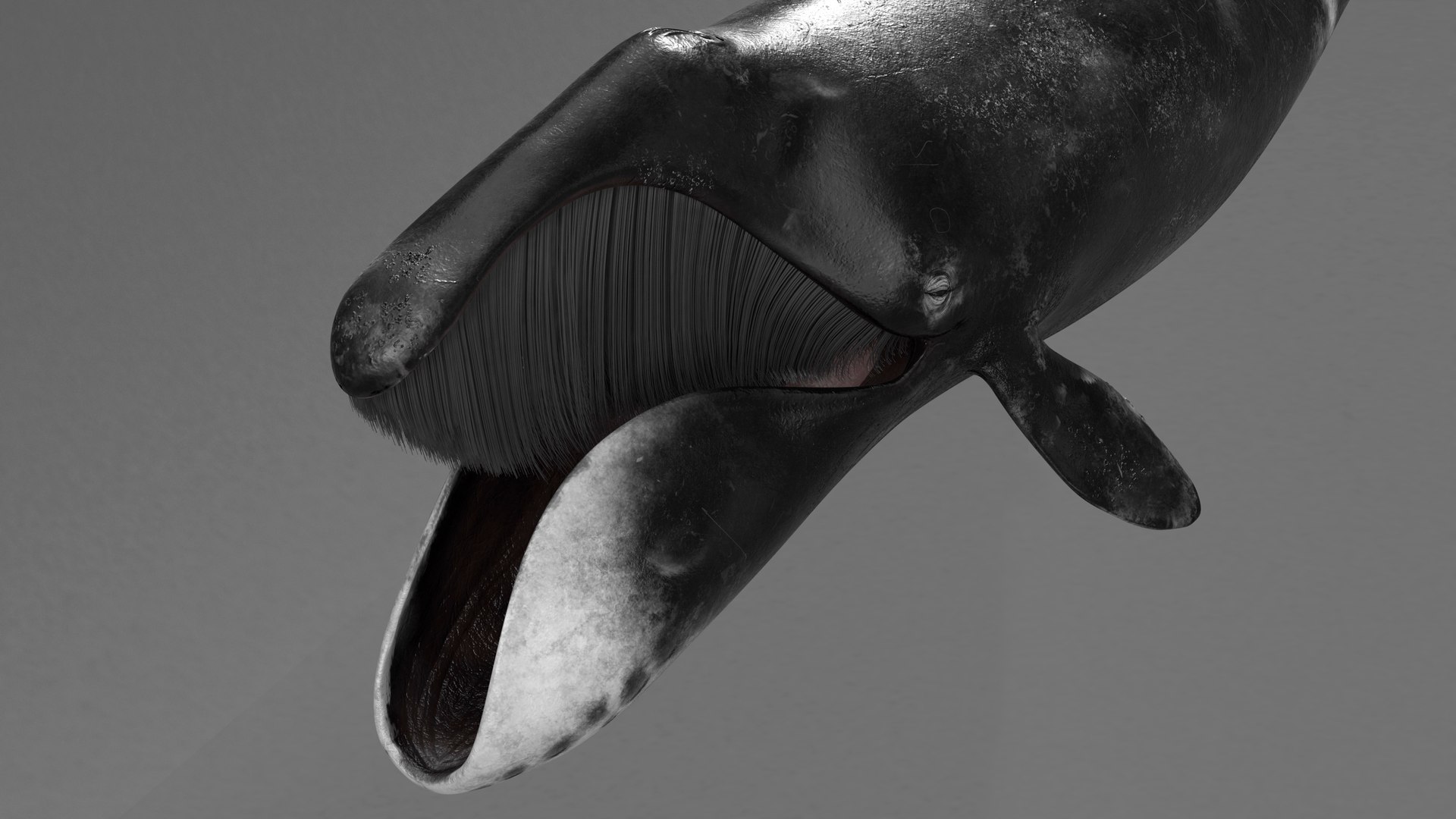 Arctic Bowhead Whale Fur 3D - TurboSquid 2113234