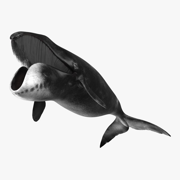 Arctic Bowhead Whale Fur 3D 모델 - TurboSquid 2113234