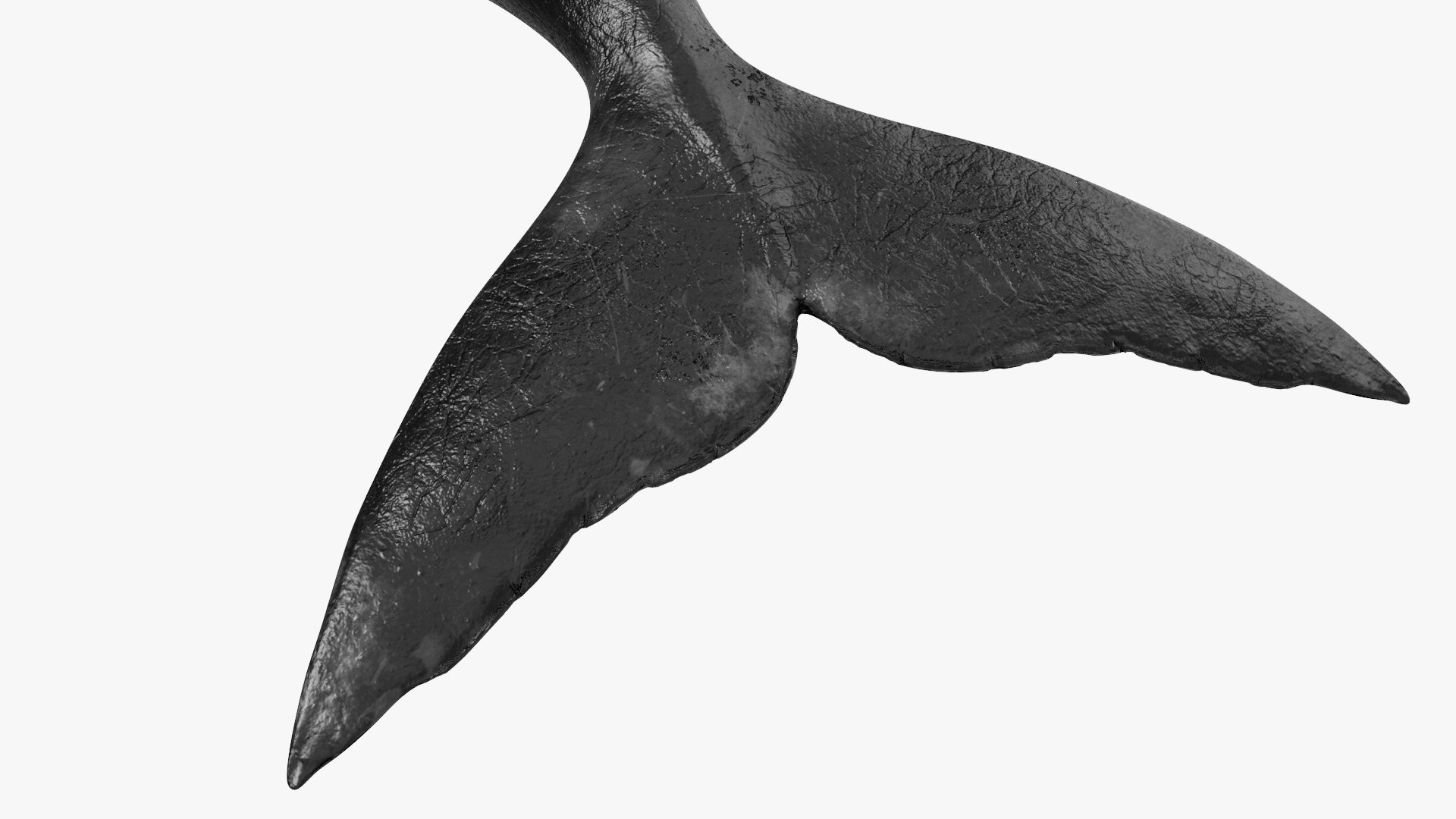 Arctic Bowhead Whale Fur 3D - TurboSquid 2113234