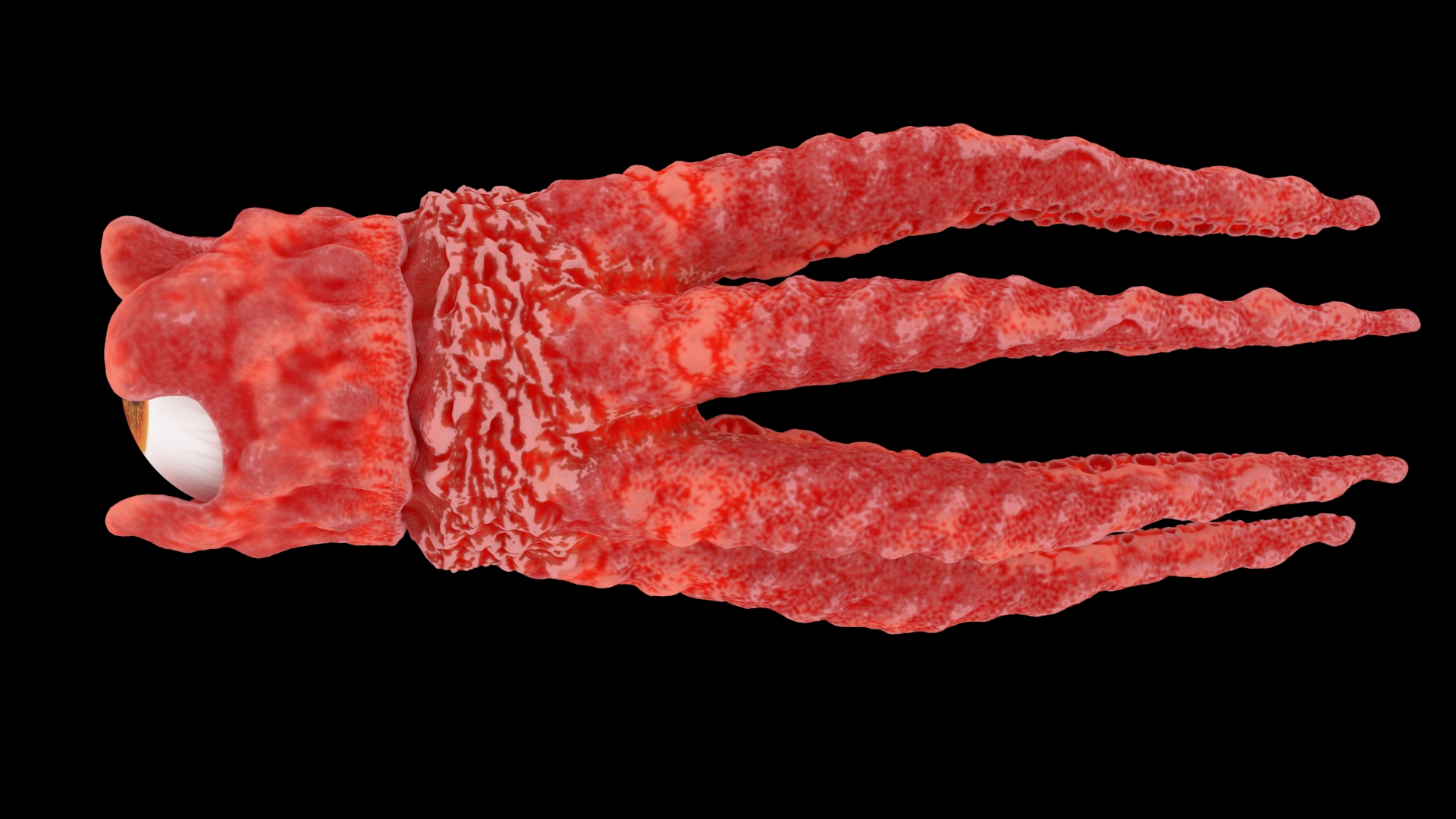 3D Sea Cephalopod - TurboSquid 1714000