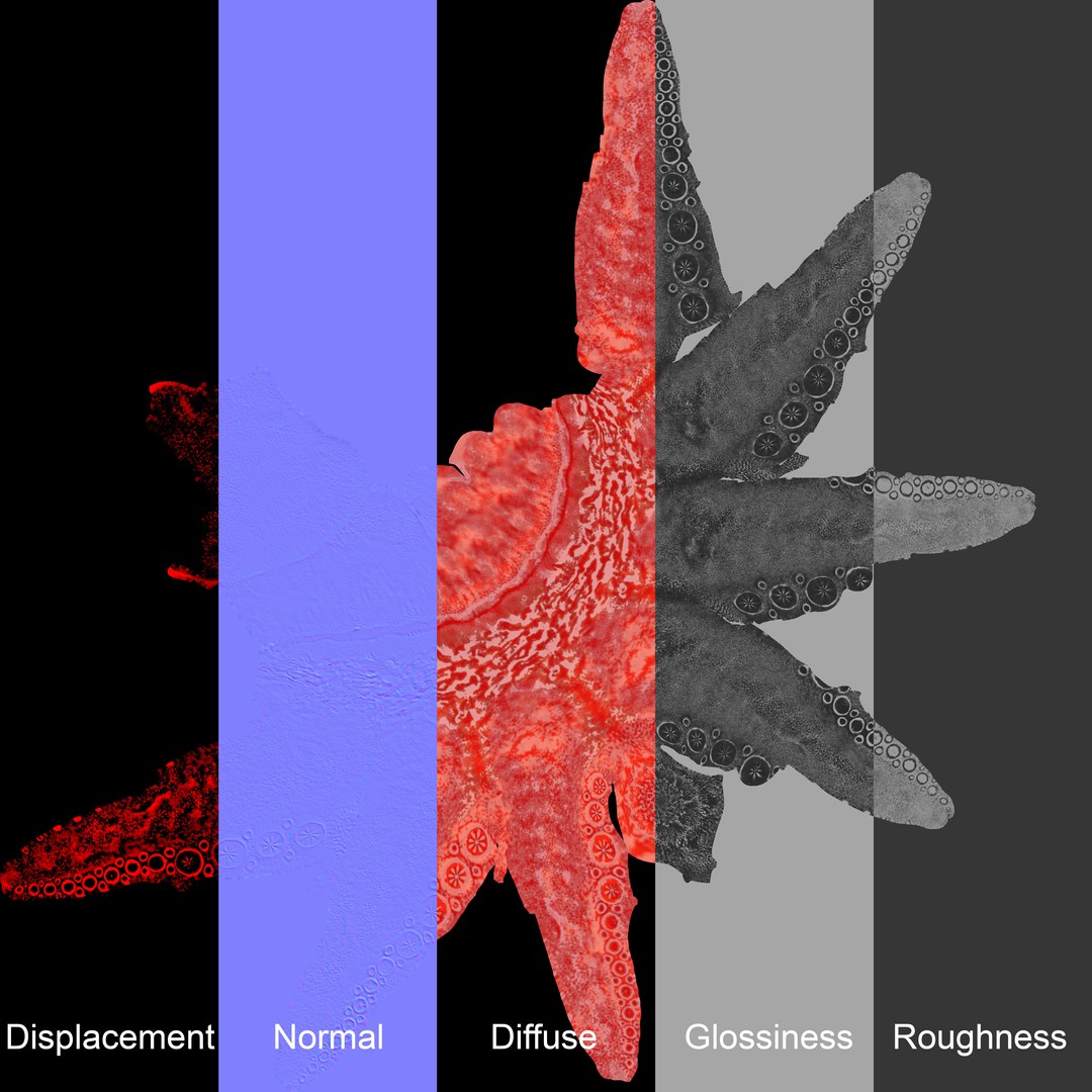 3D Sea Cephalopod - TurboSquid 1714000