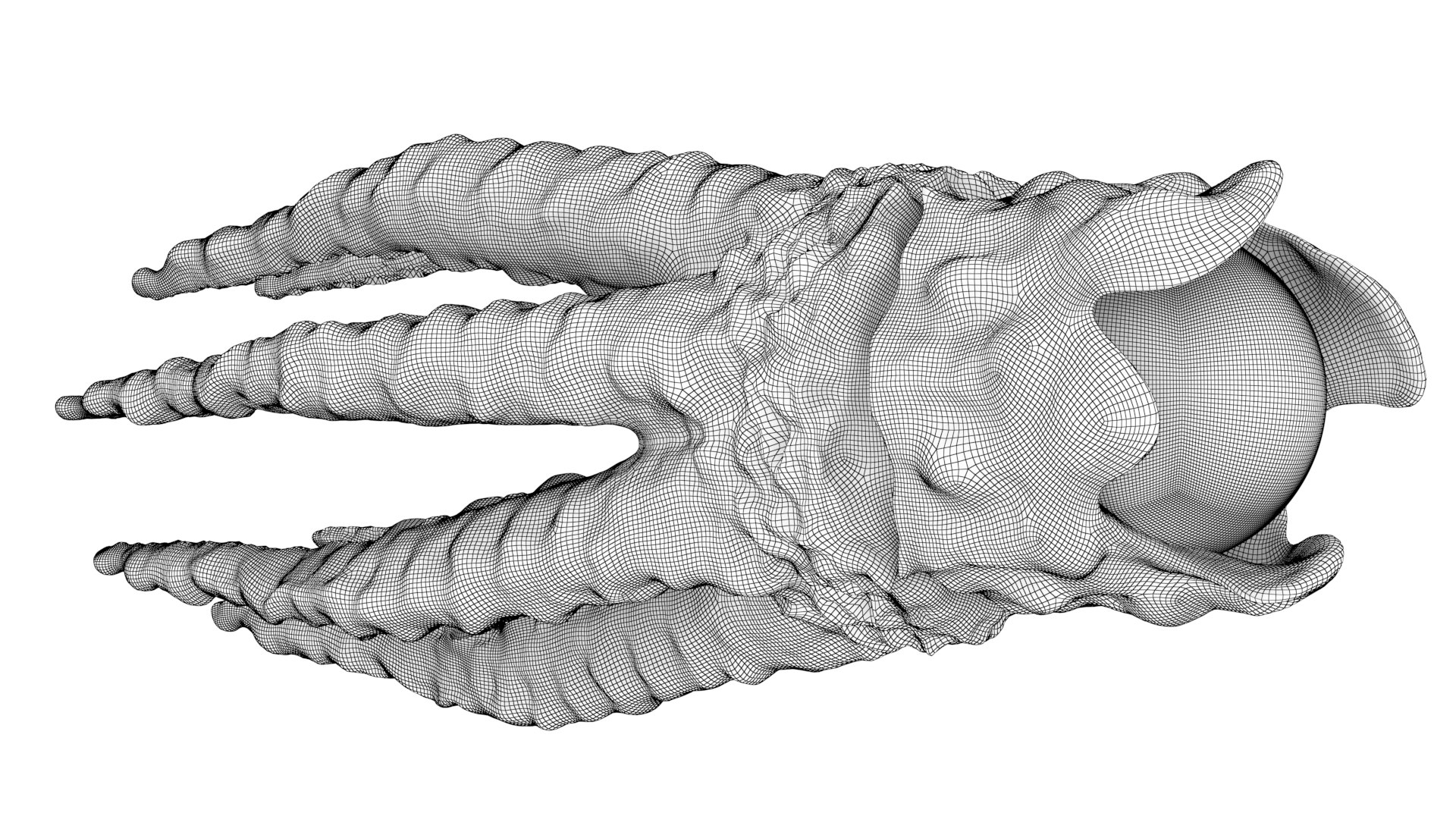 3D Sea Cephalopod - TurboSquid 1714000