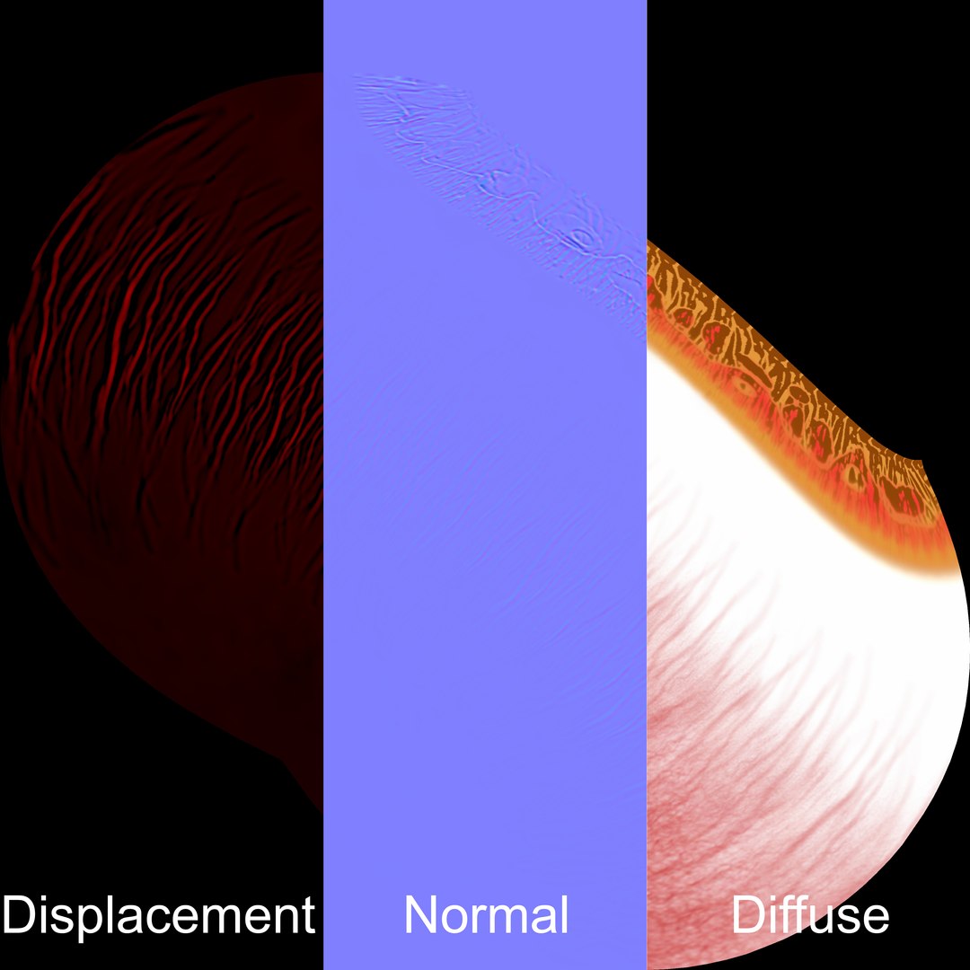 3D Sea Cephalopod - TurboSquid 1714000