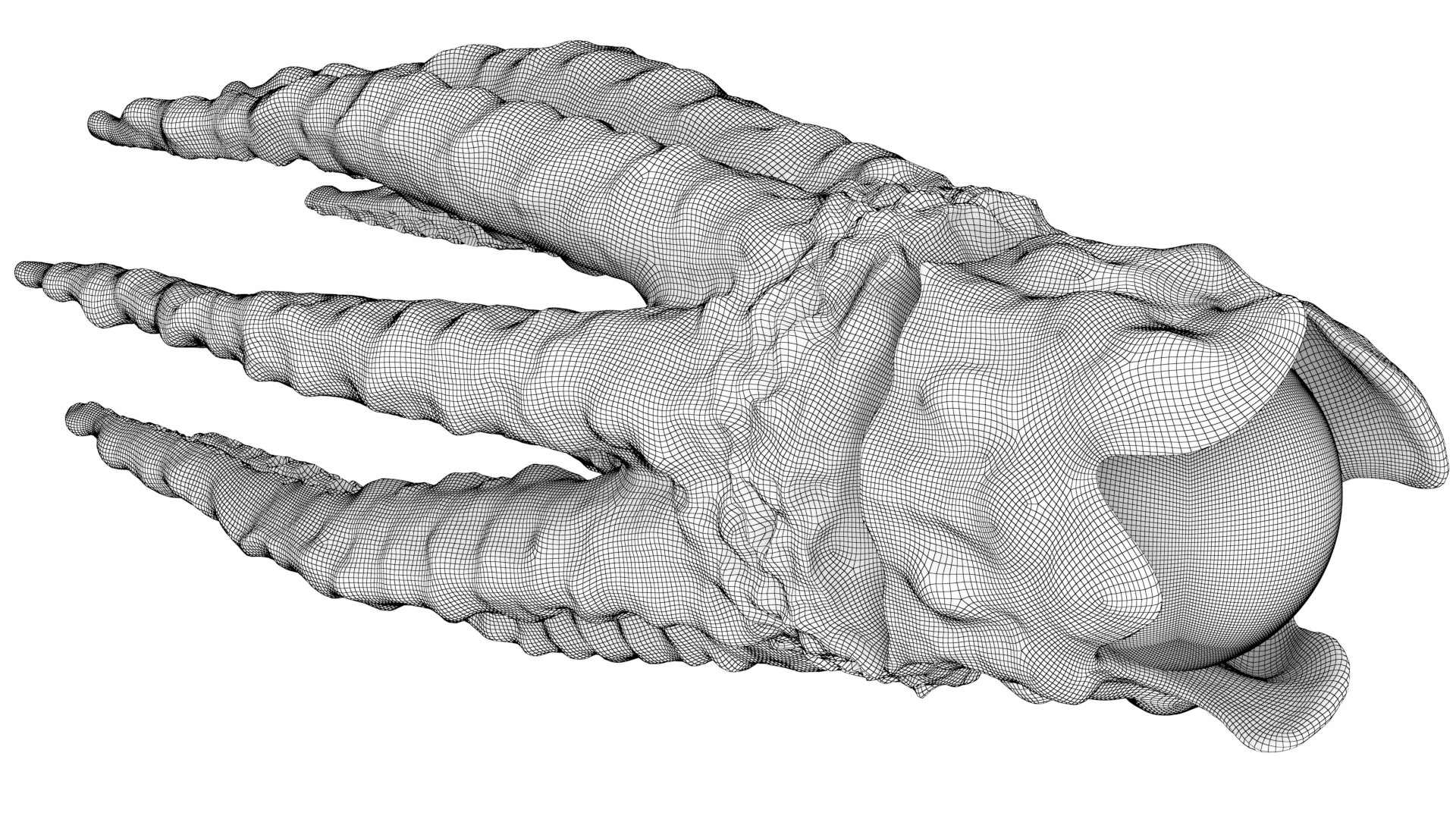 3D Sea Cephalopod - TurboSquid 1714000