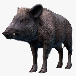wild boar animations max