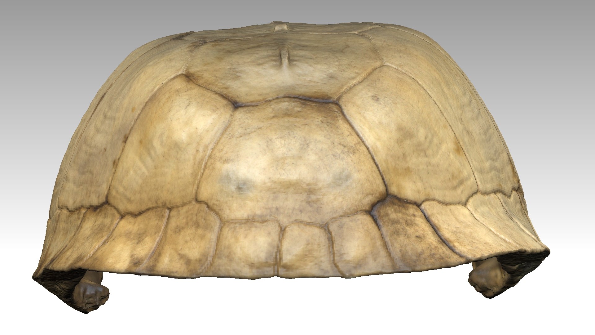 Box Turtle Shell 3D - TurboSquid 2144223