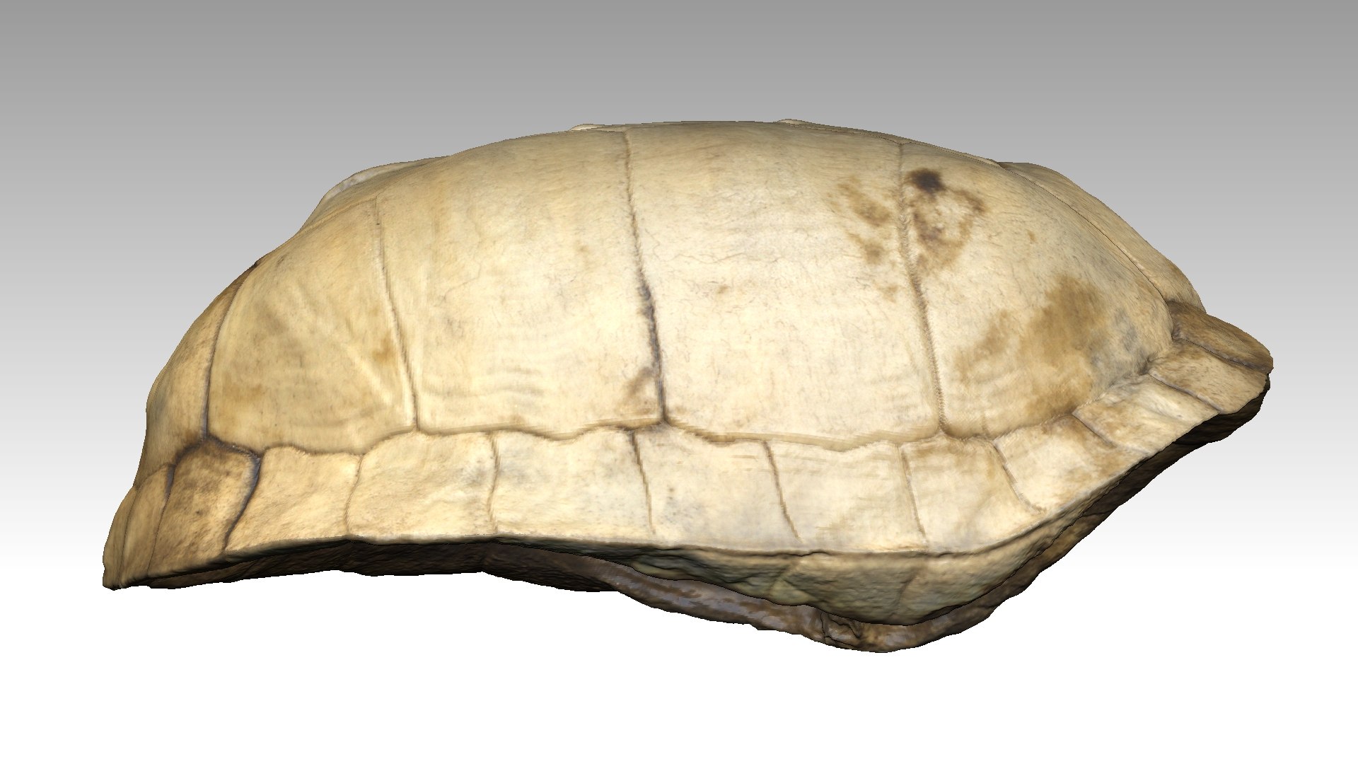 Box Turtle Shell 3D - TurboSquid 2144223