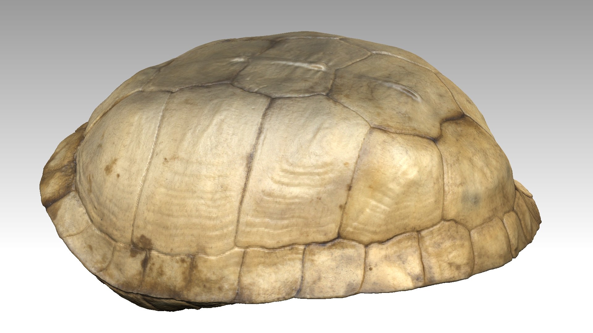 Box Turtle Shell 3D - TurboSquid 2144223