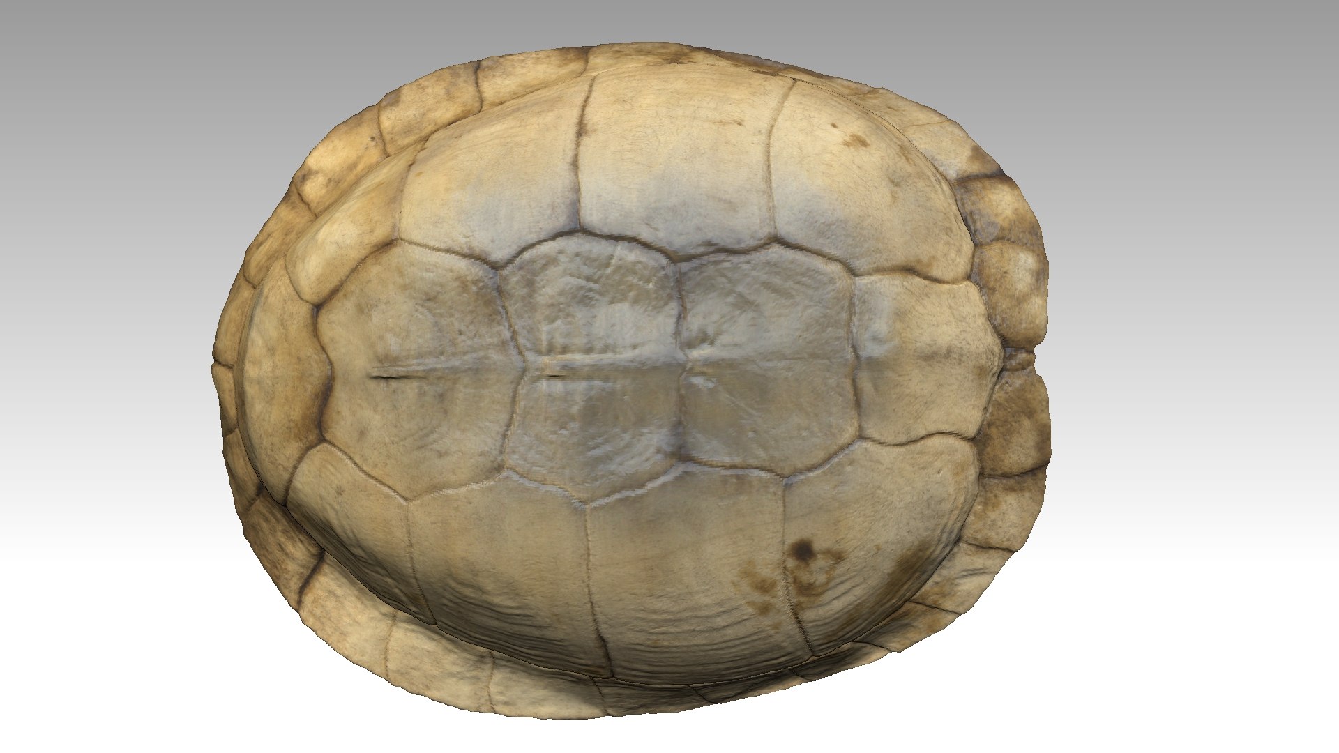 Box Turtle Shell 3D - TurboSquid 2144223
