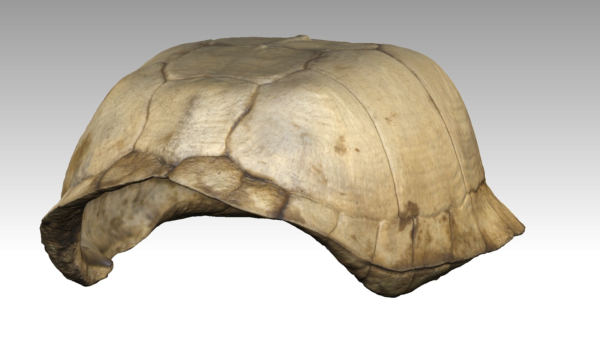 Box Turtle Shell 3D - TurboSquid 2144223
