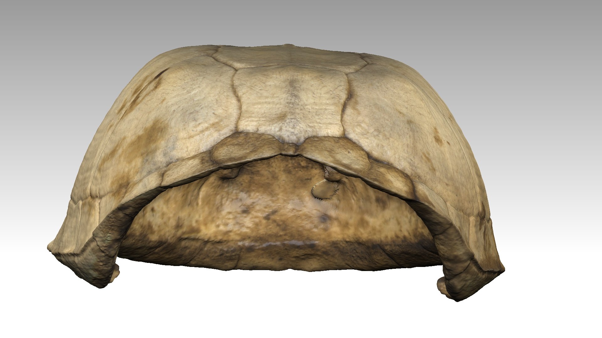 Box Turtle Shell 3D - TurboSquid 2144223