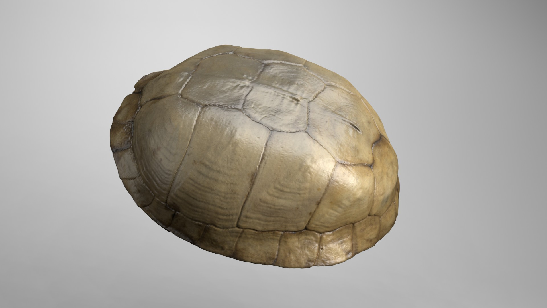 Box Turtle Shell 3D - TurboSquid 2144223