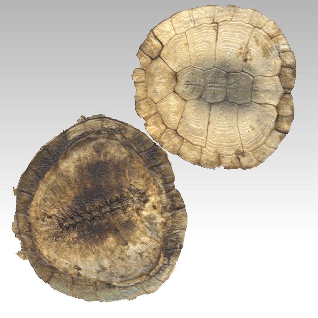 Box Turtle Shell 3D - TurboSquid 2144223