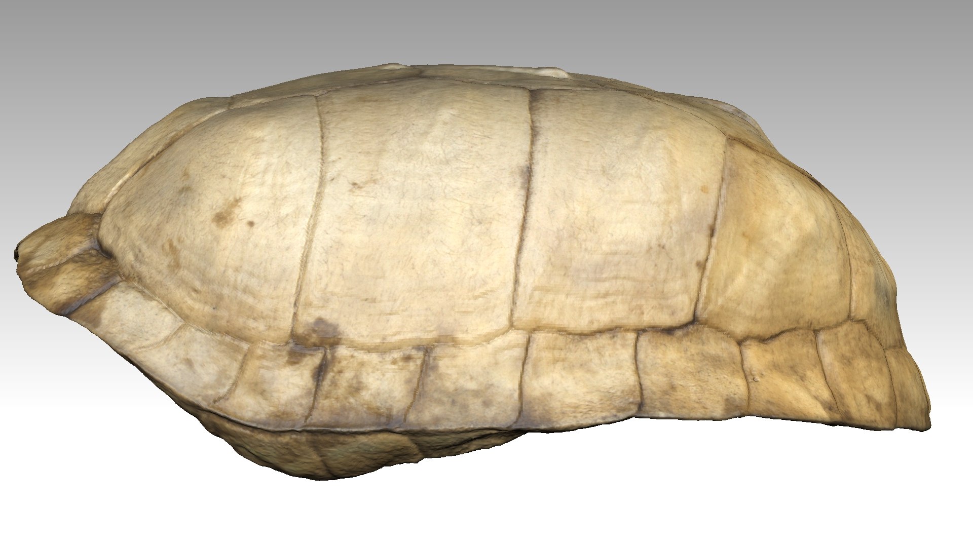 Box Turtle Shell 3D - TurboSquid 2144223
