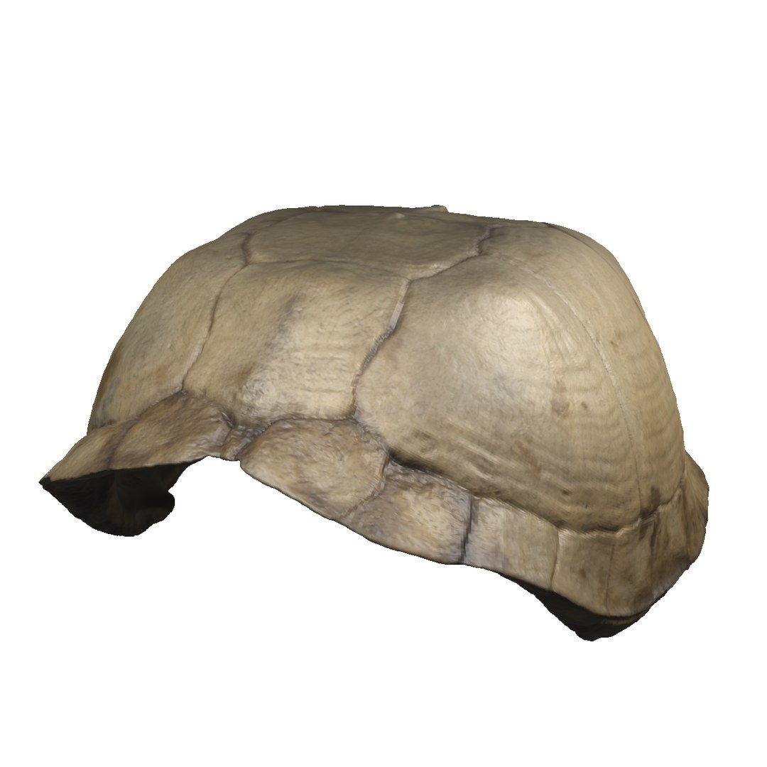 Box Turtle Shell 3D - TurboSquid 2144223