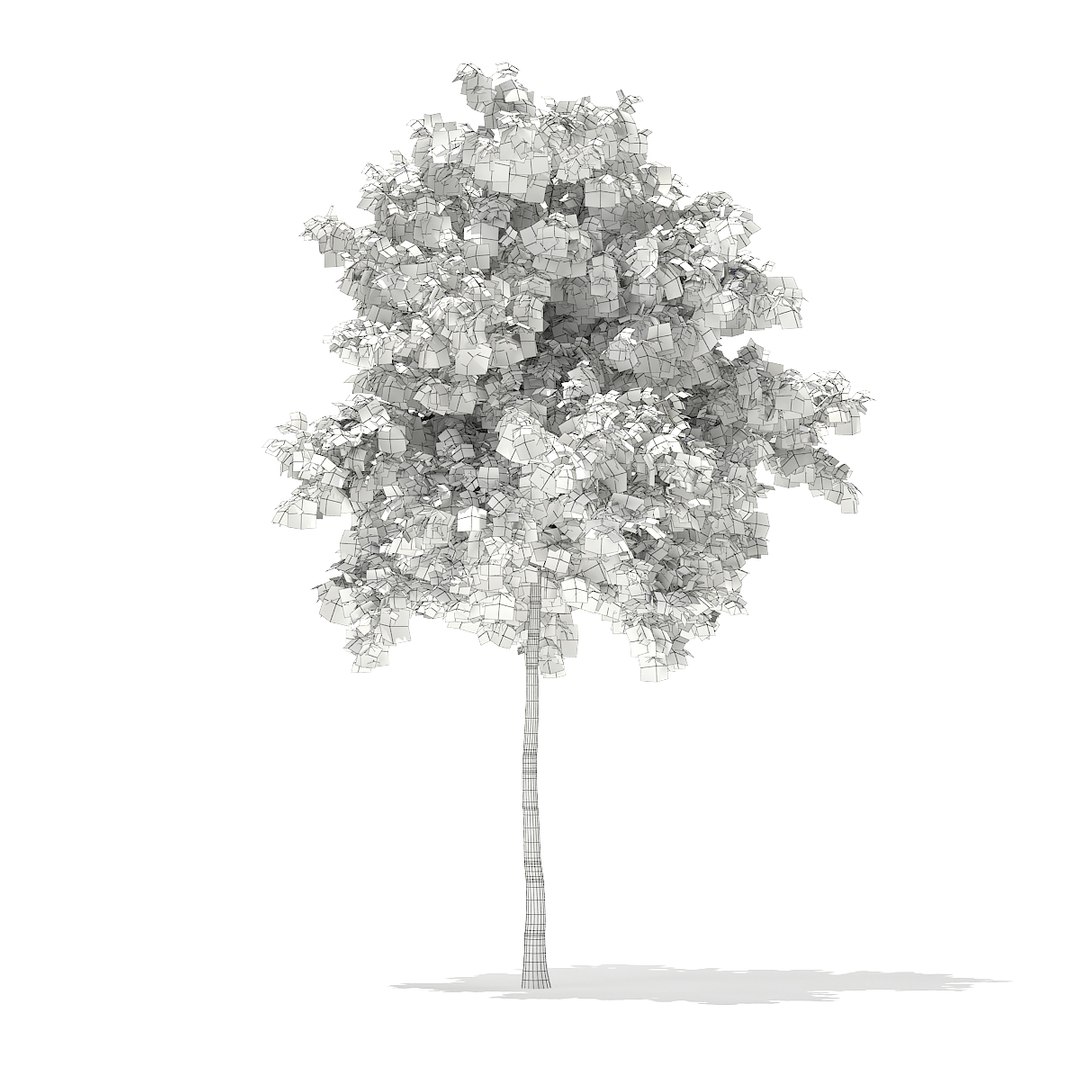 3d Silver Birch Tree Betula